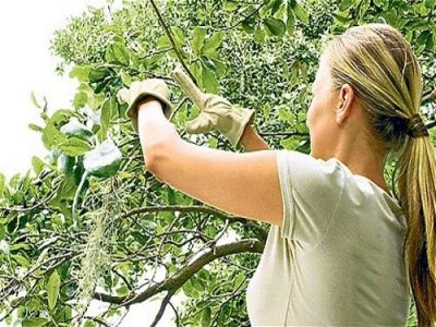 Pruning-Small-Flowering-Trees - Flower Scapes : Lawn Care Trussville AL
